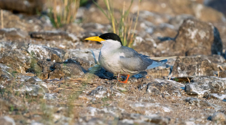 River Tern Lodge | Jungle Lodges